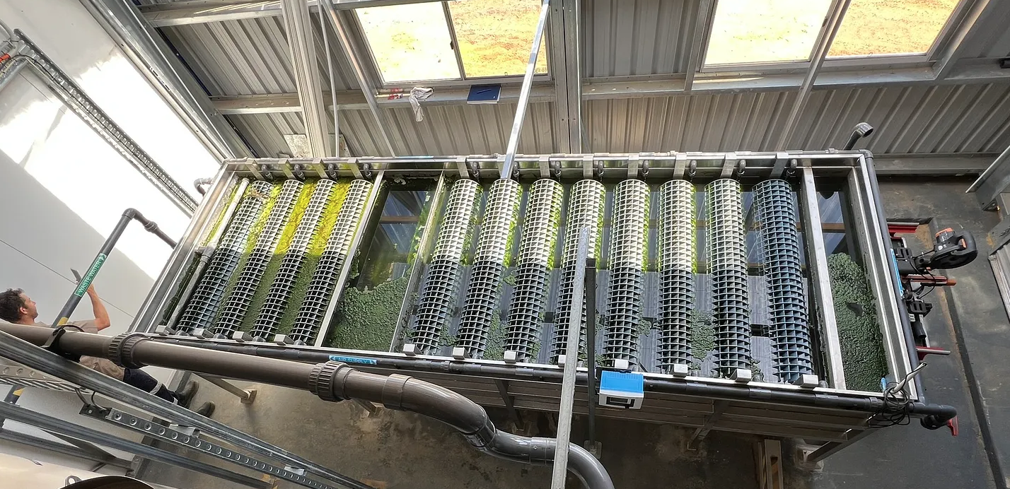 Gingin | Our Projects — ALGAESYS