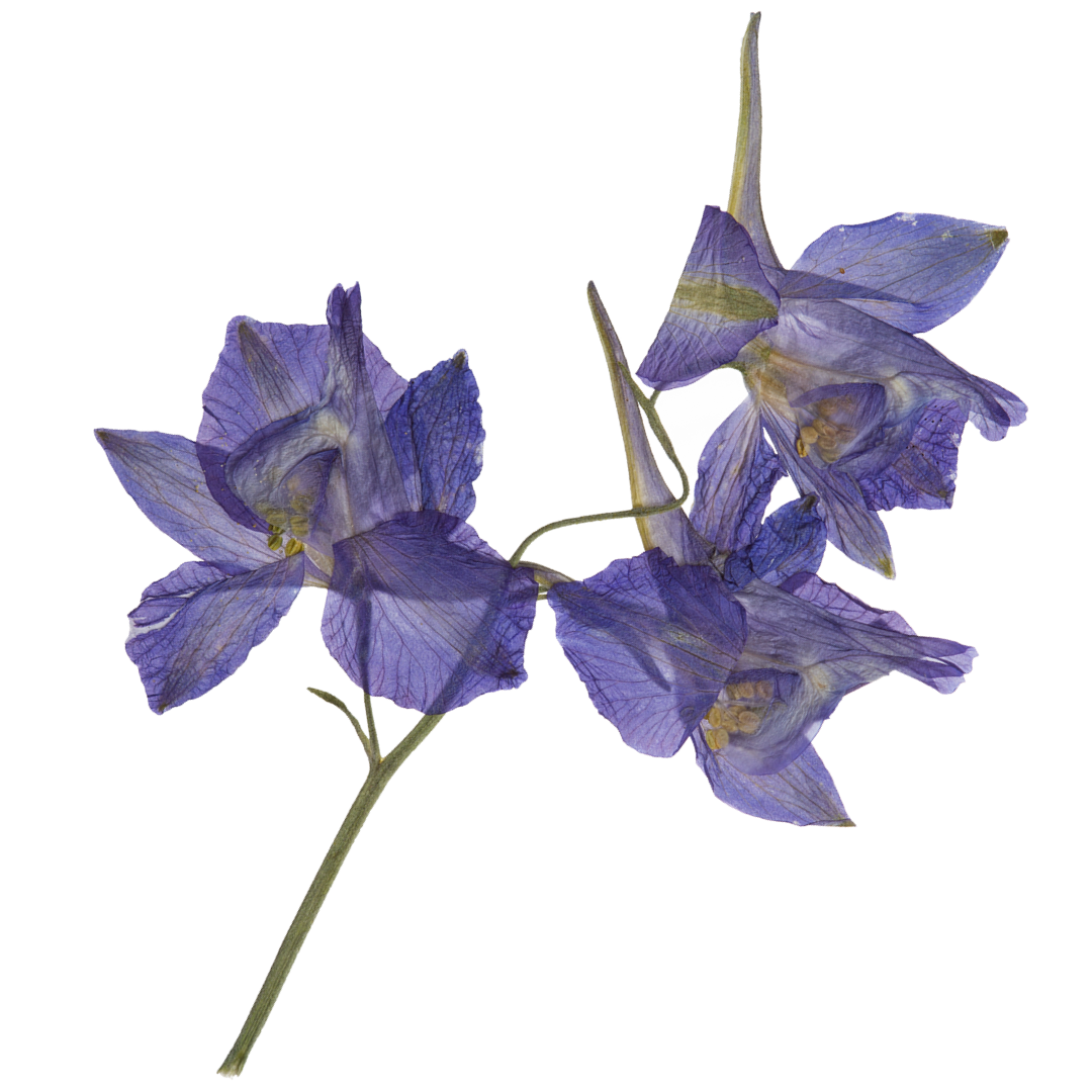 About Me — Clover Hart