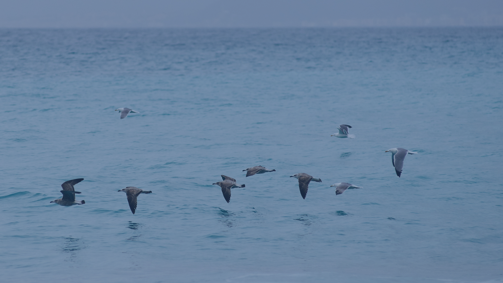 Document Library — Ossian