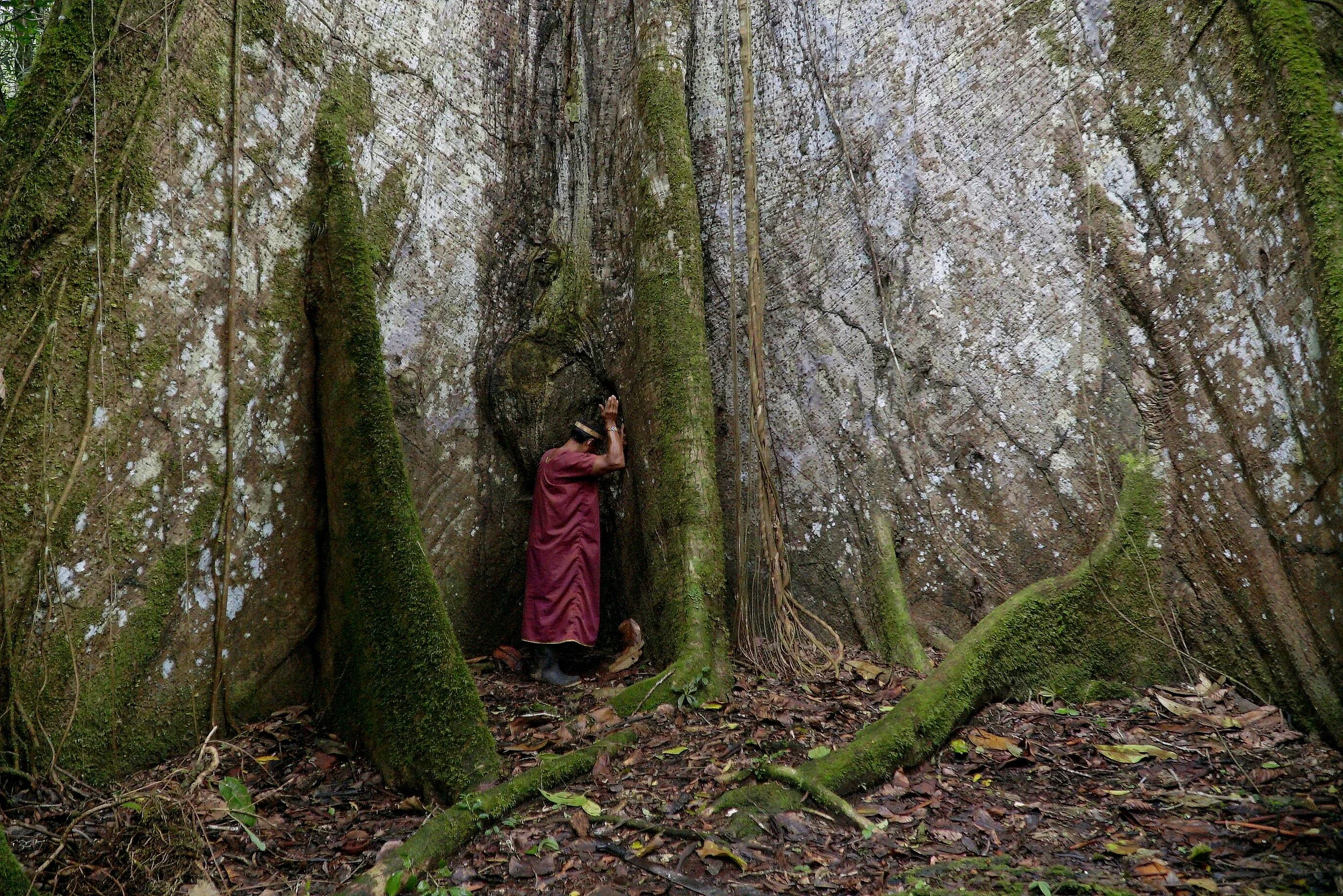 Big Canopy Campout - Camping in trees to protect our forests