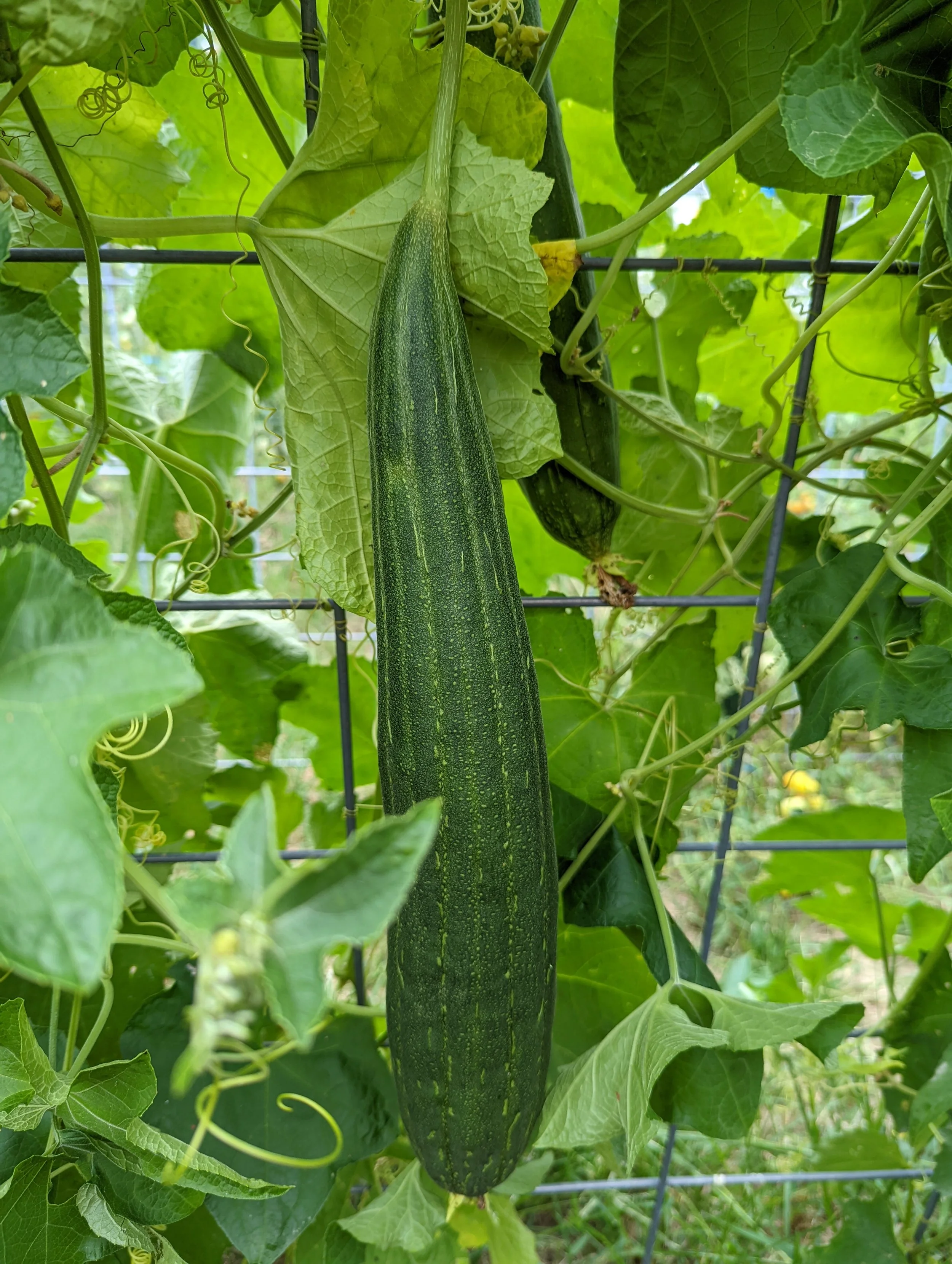 About — Spare Thyme Farms