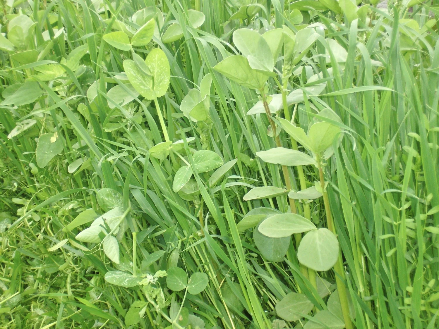 Grow a Cover Crop-How to — Good Earth Garden School