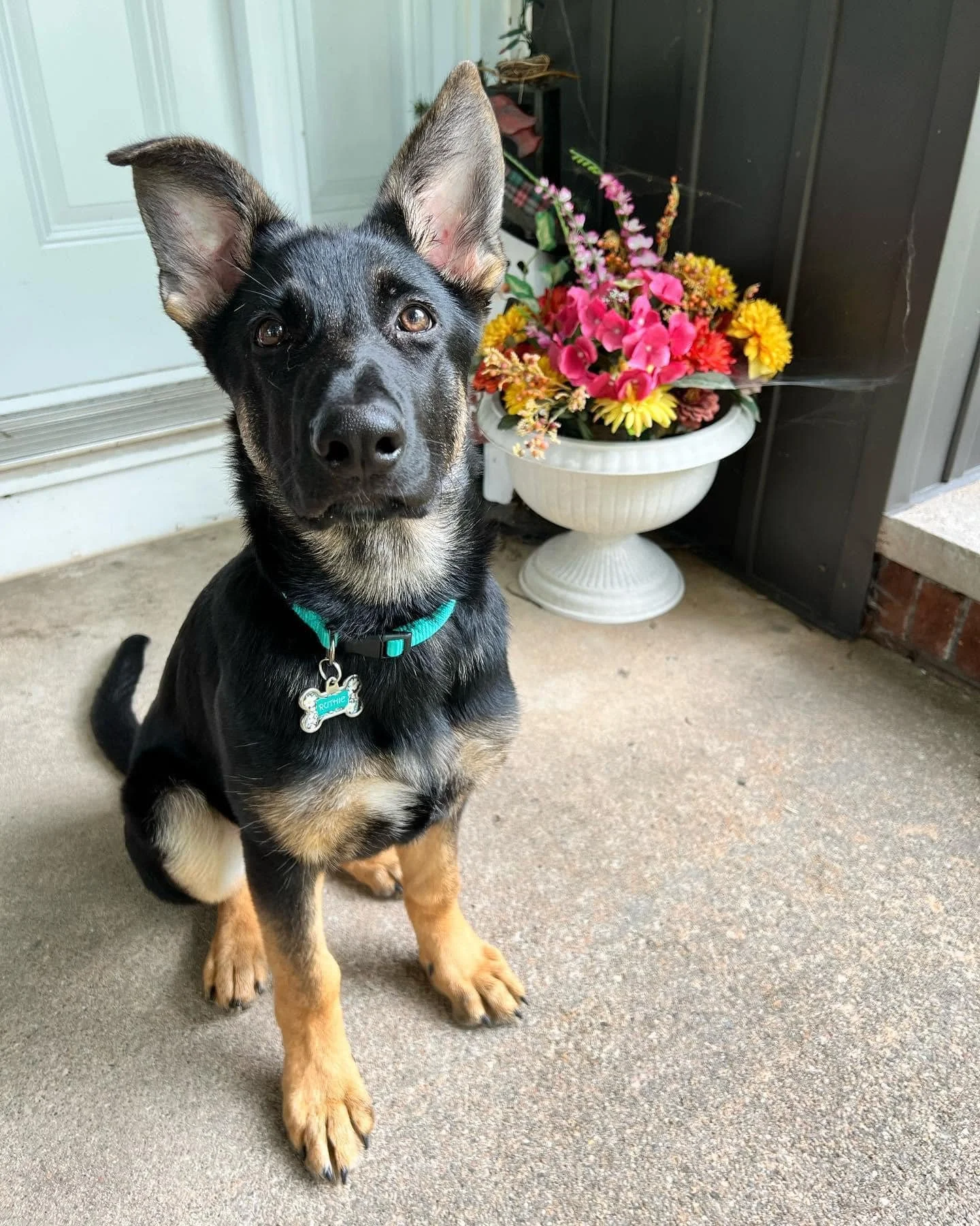 Dog Training — Allheart Dog Training Academy