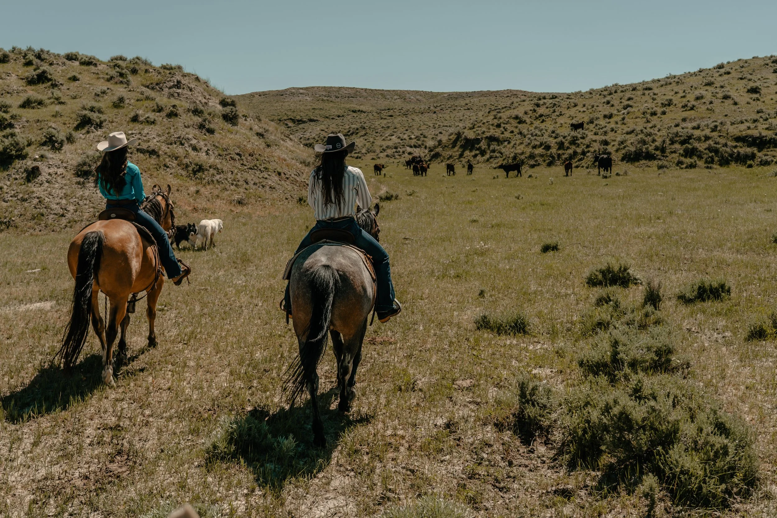 Horseback Riding & Ranch Tours North Wyoming | TA RANCH