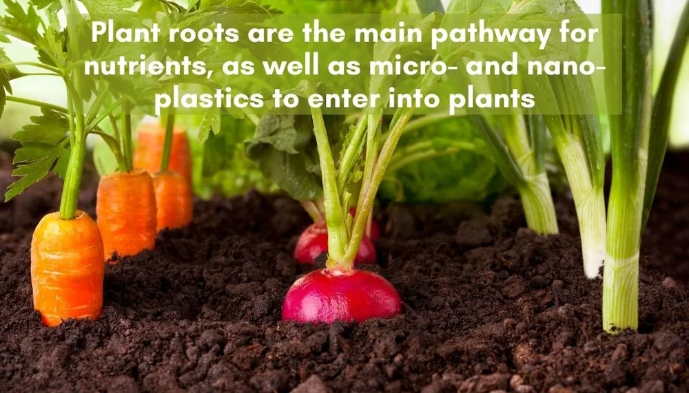 Microplastics in Your Carrots? — Eco Lifestyle Coach