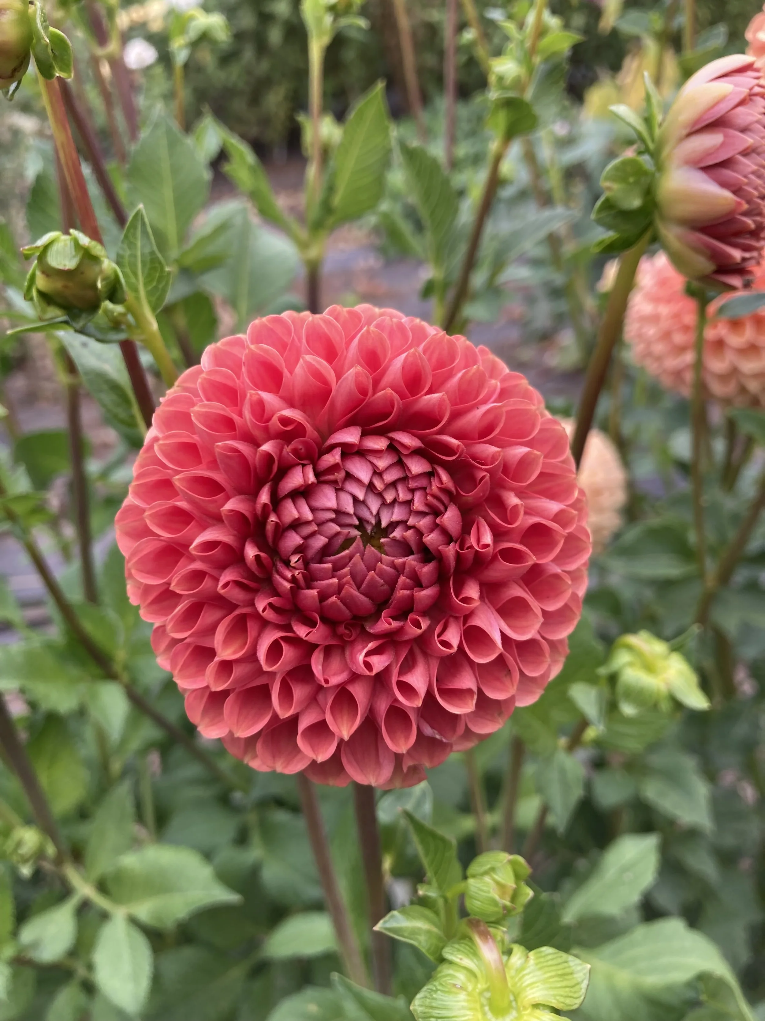 Shop — Little Sunshine Flower Farm