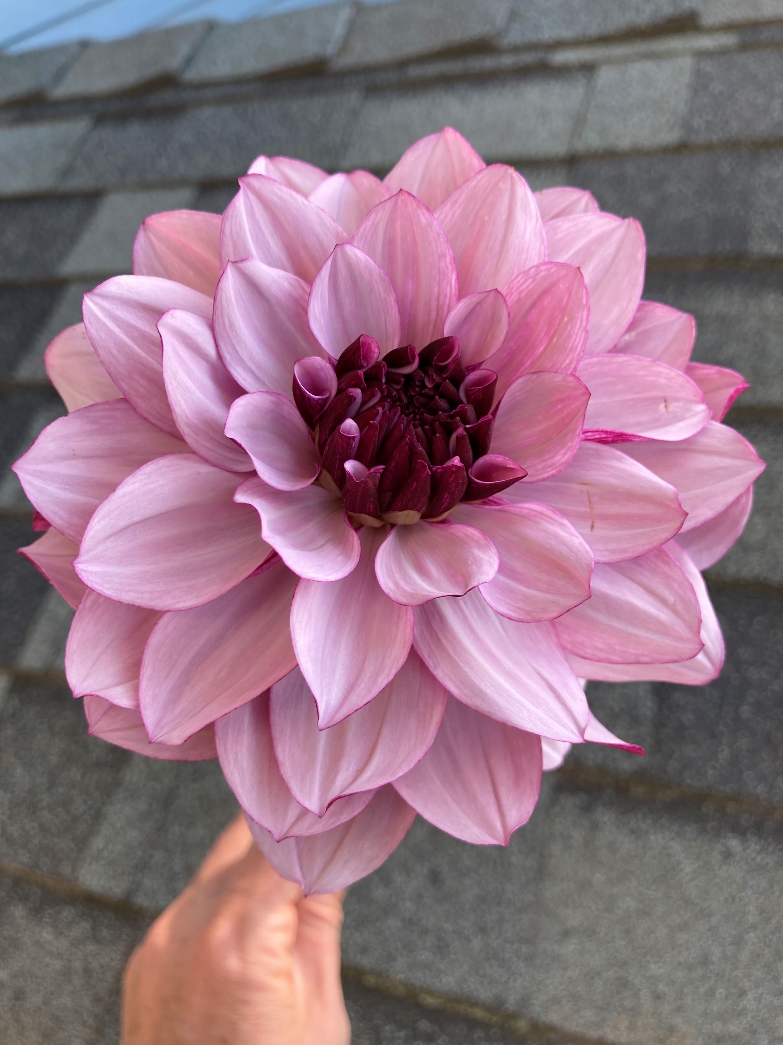 Creme De Cassis — Little Sunshine Flower Farm