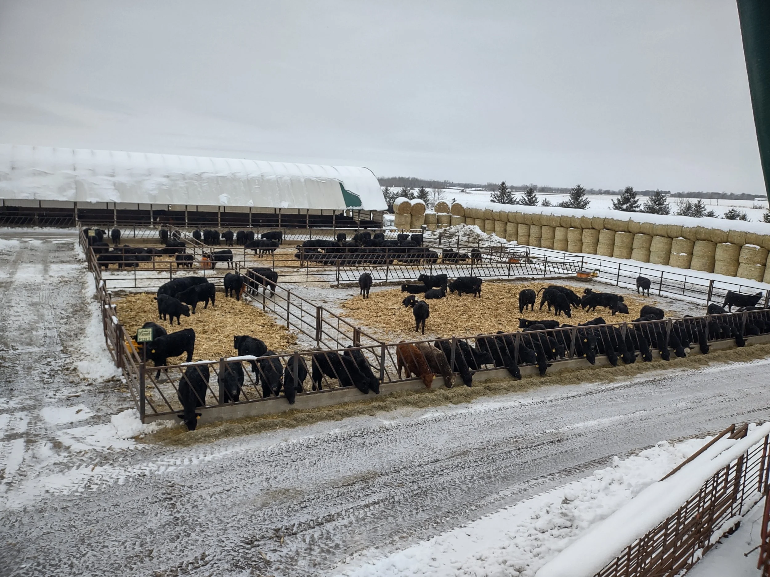 Smude Farms | Local Black Angus Beef | Pierz, MN