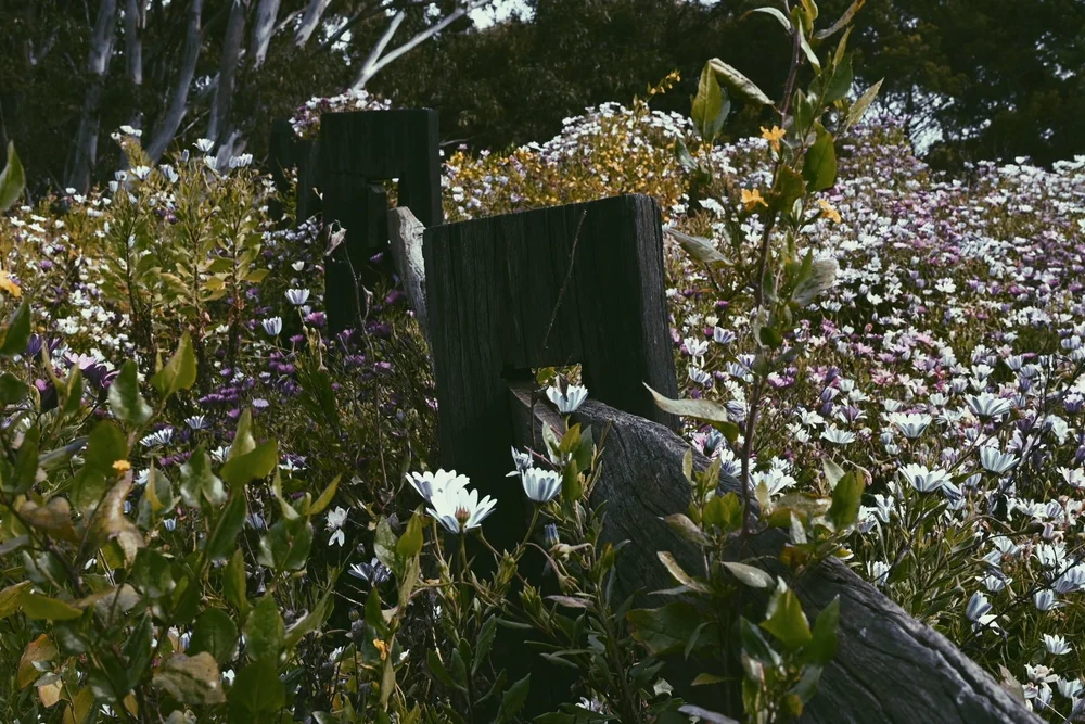 Felicity Dowd