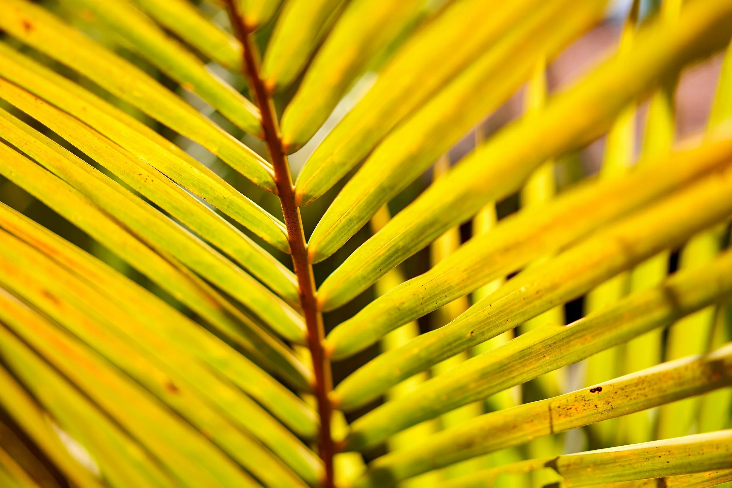 Coconut Leaf Weaving Class — KOKOSYE | Cultural Experiences | La Digue ...