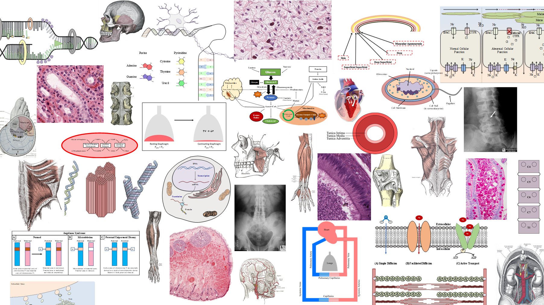Anatomy Davinci Academy