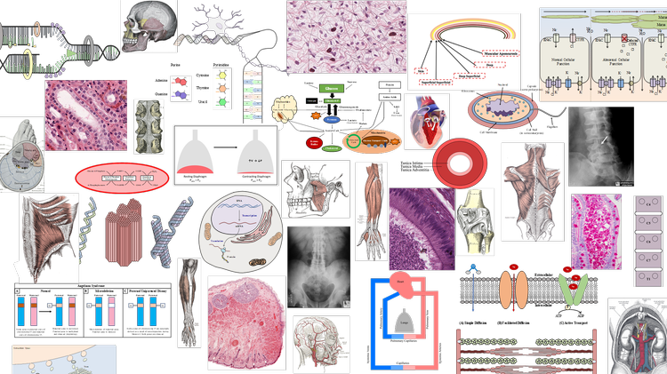 Anatomy Davinci Academy