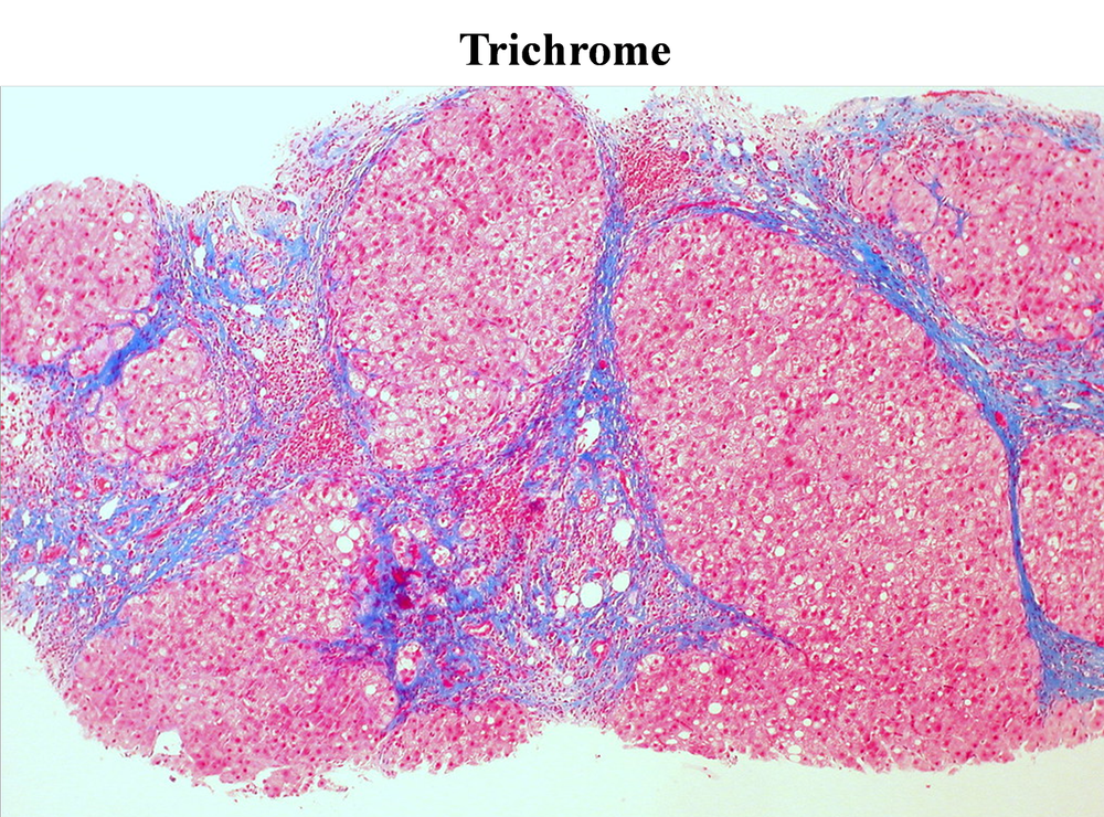 Microscopy Staining Members Davinci Academy