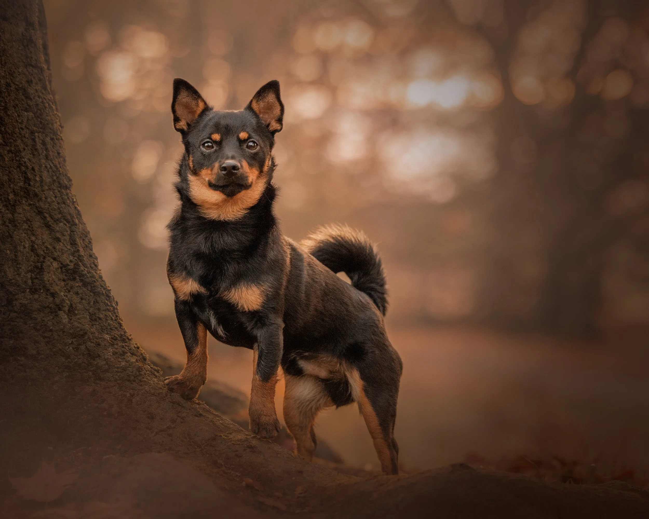 Amie Barron Dog Photography - Dog Photographer in London, UK