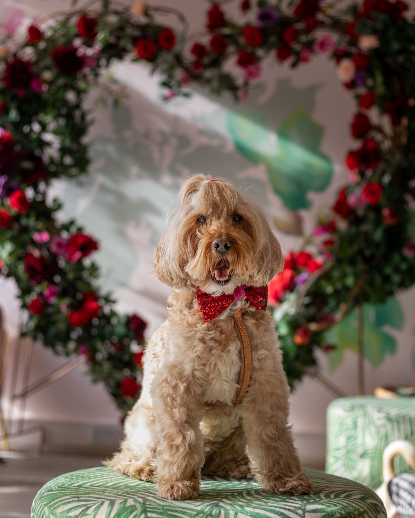 News » Amie Barron Dog Photography in London