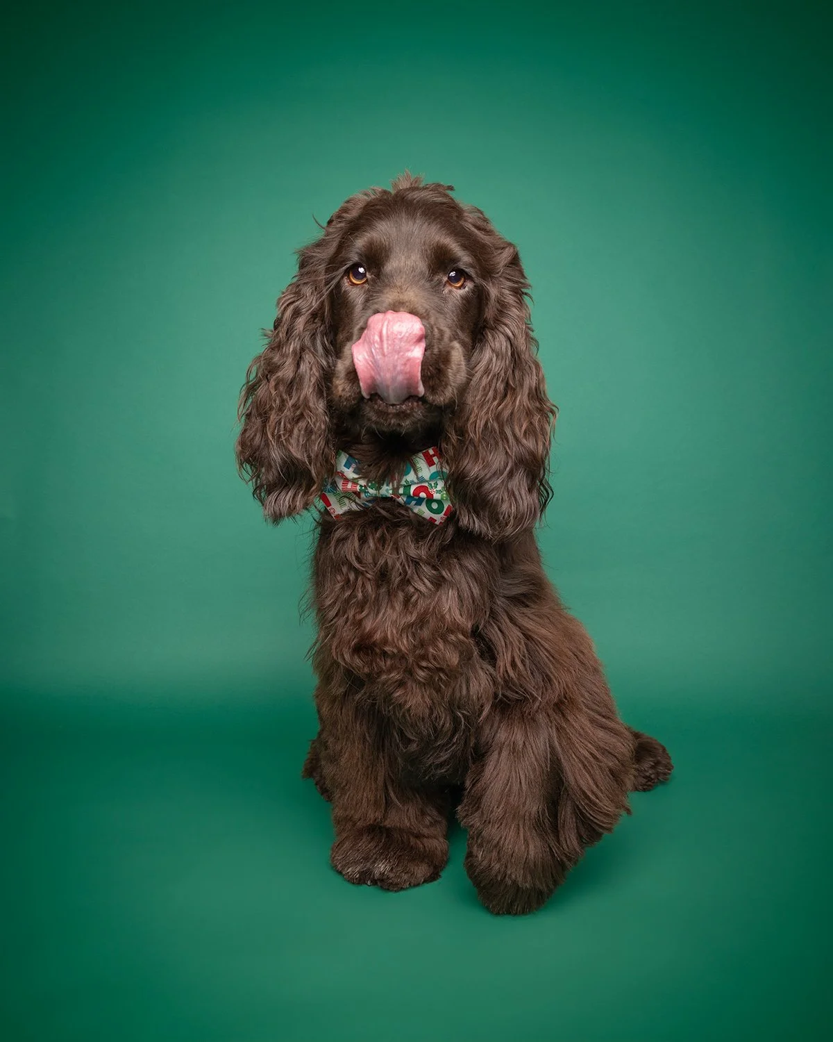 Amie Barron Dog Photography - Dog Photographer in London, UK