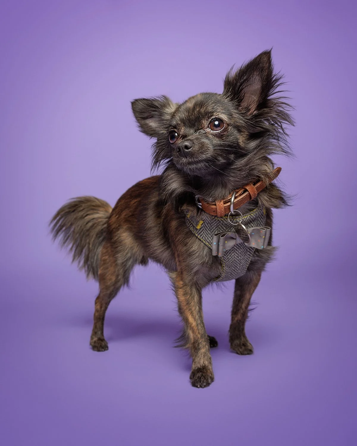Dog Photography Mini Pop-Up Studio Mini Sessions » Amie Barron Dog ...