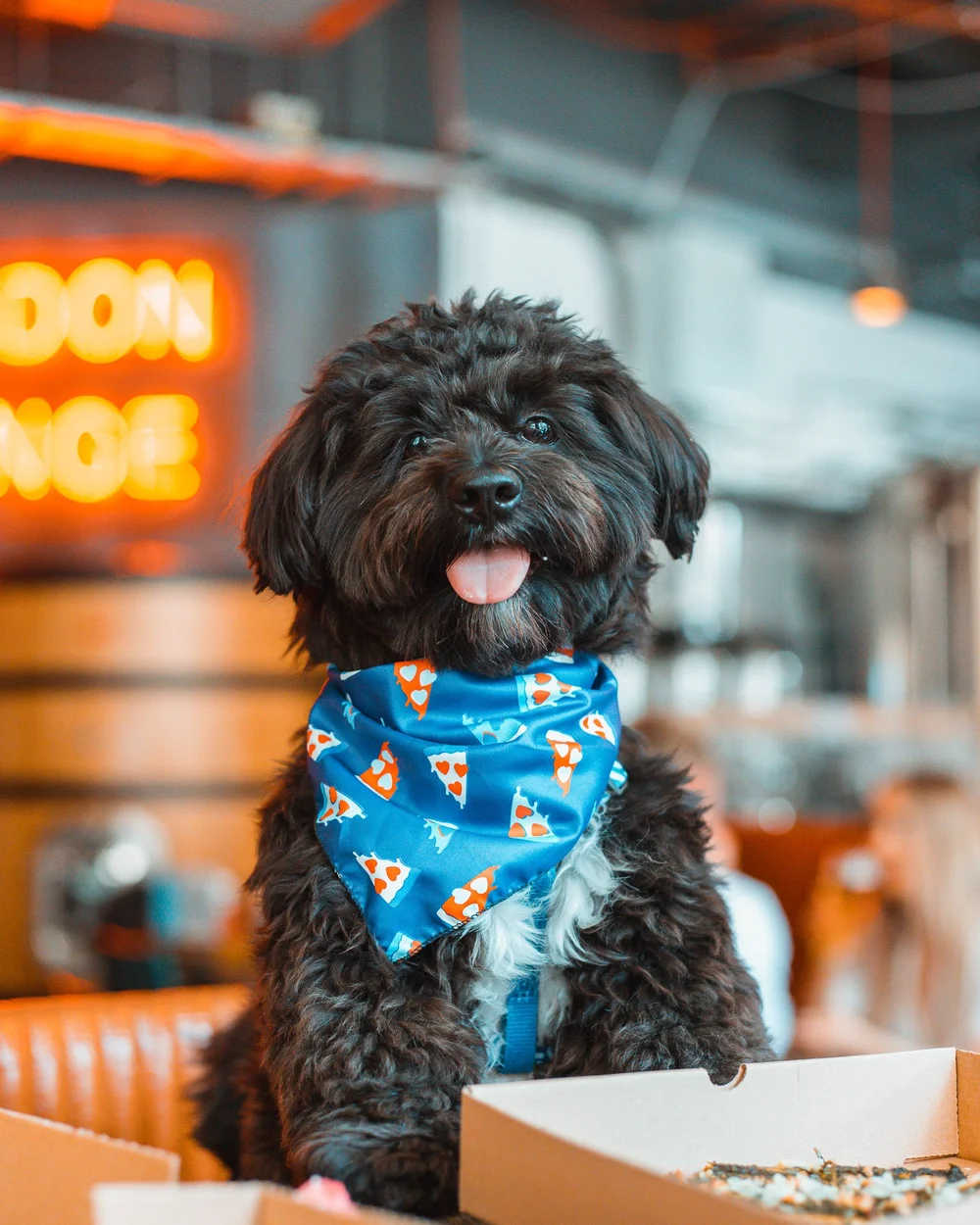 Amie Barron Dog Photography - Dog Photographer in London, UK