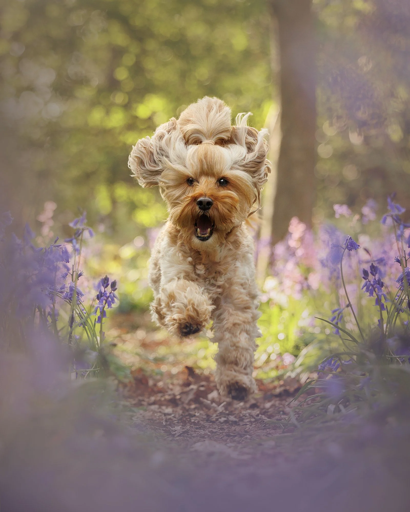 Amie Barron Dog Photography - Dog Photographer in London, UK