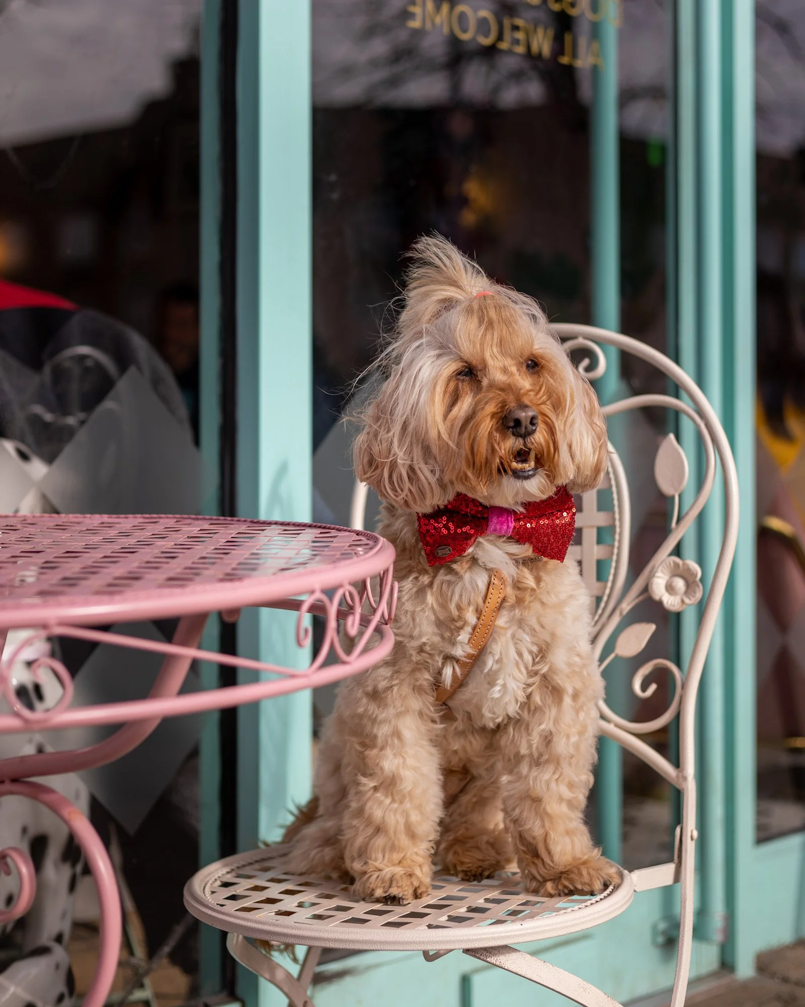 Top Dog-Friendly Cafes In London: Romeo & Juliets » Amie Barron Dog ...