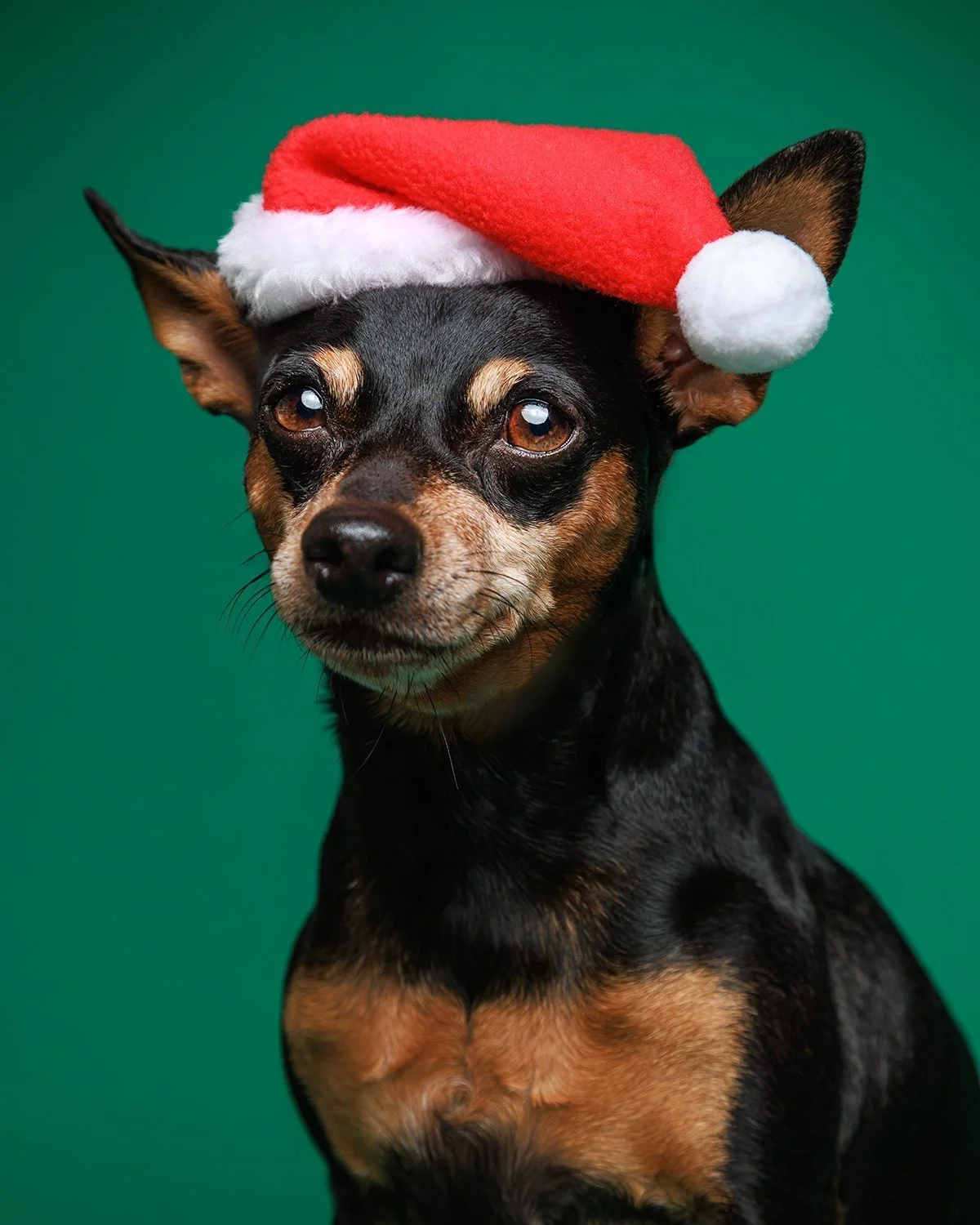 Dog Photography Mini Pop-Up Studio Mini Sessions » Amie Barron Dog ...