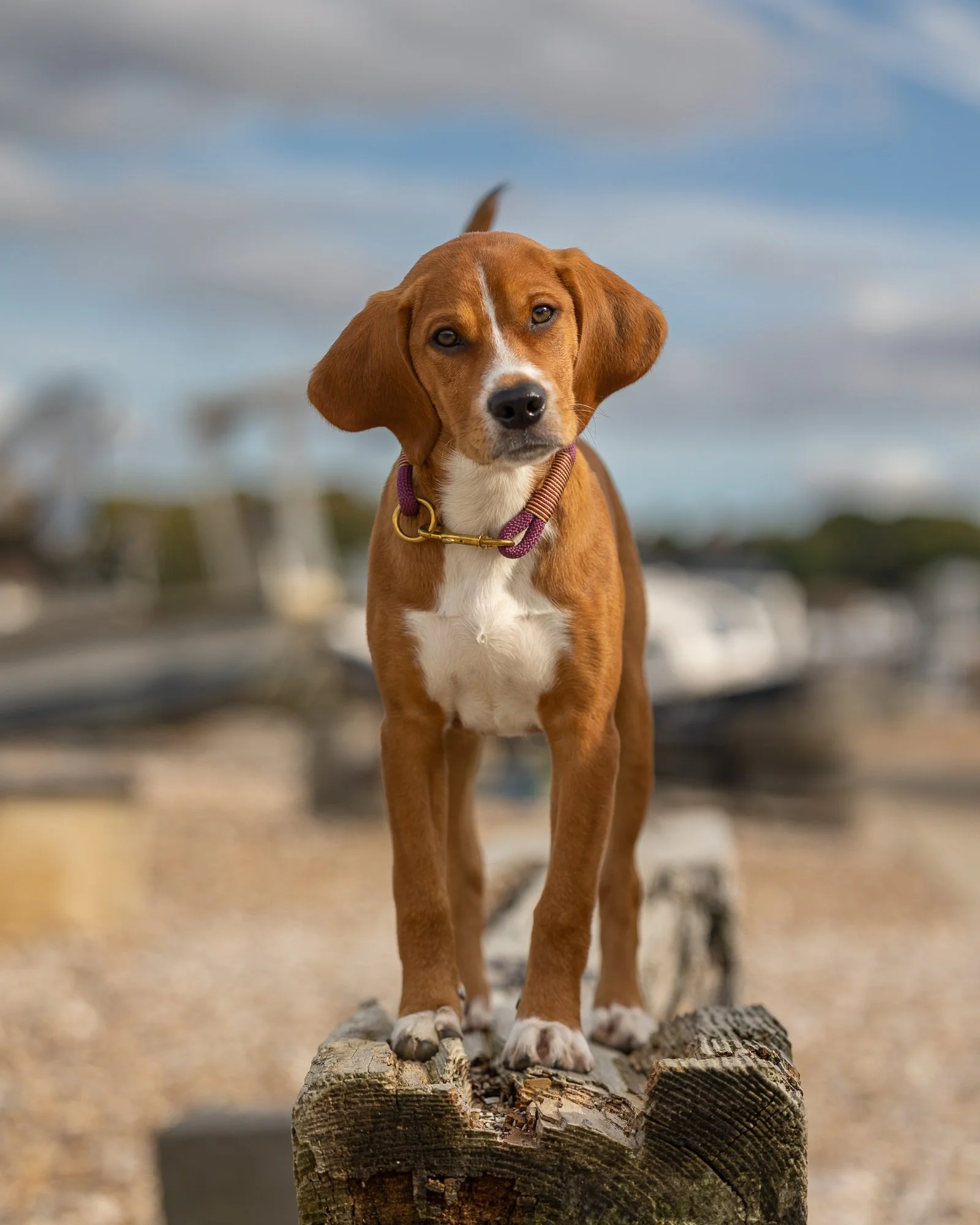 Amie Barron Dog Photography - Dog Photographer in London, UK