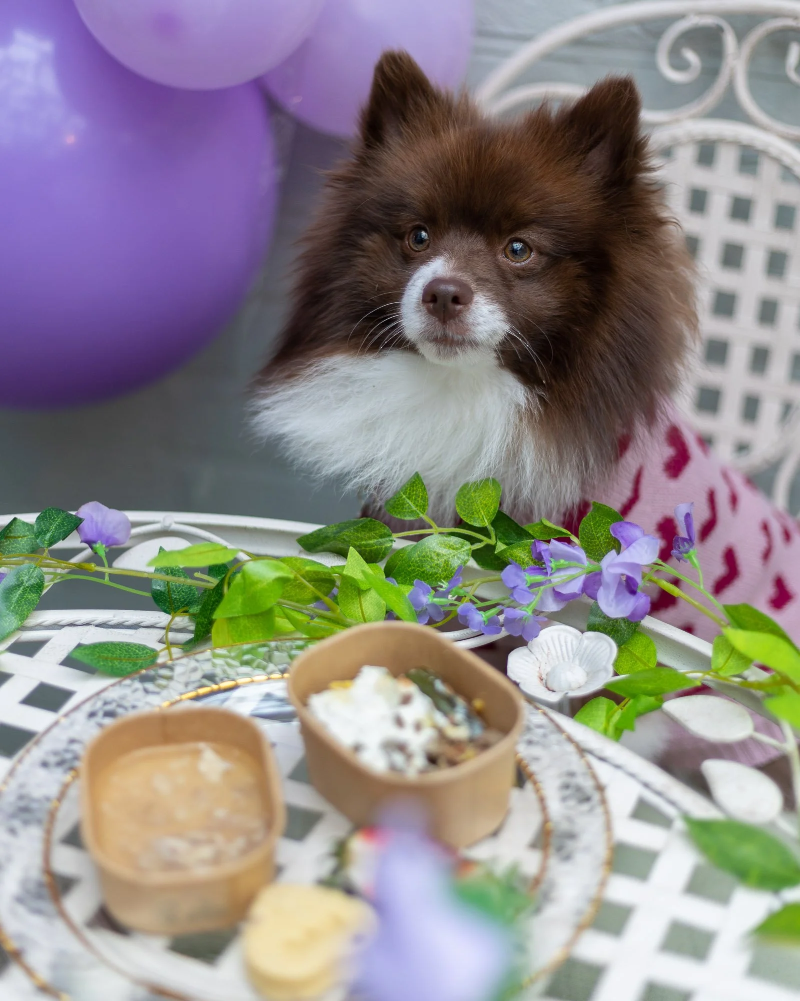 Top Dog-Friendly Cafes In London: Romeo & Juliets » Amie Barron Dog ...