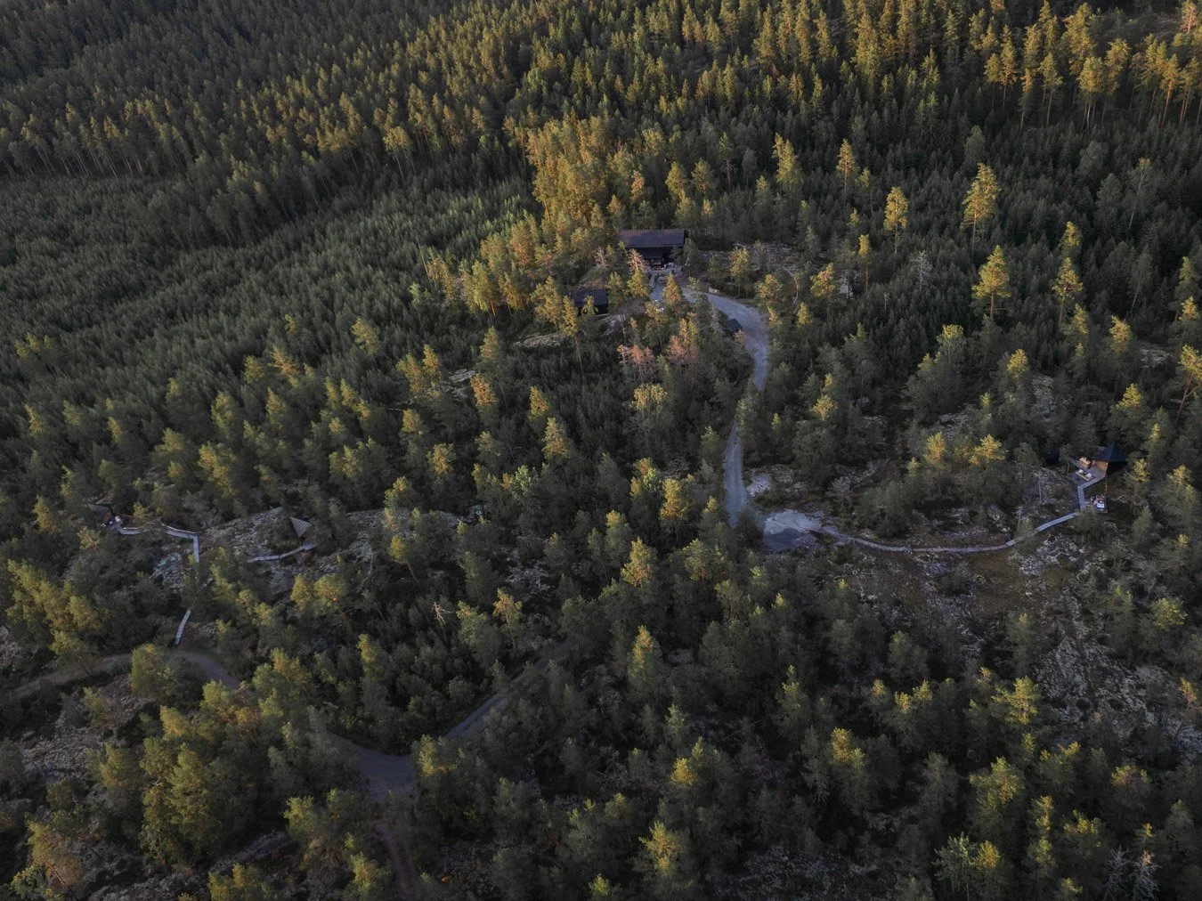 Hilltop Forest