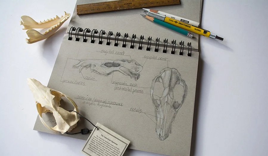 6 Artist Resources for Animal Skulls and Bones — Christine Mercer ...