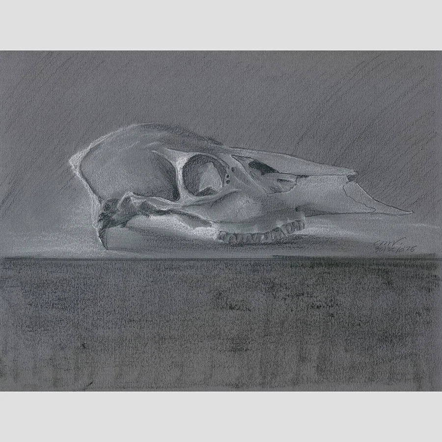 Skulls & Bones — Christine Mercer-Vernon | Artist