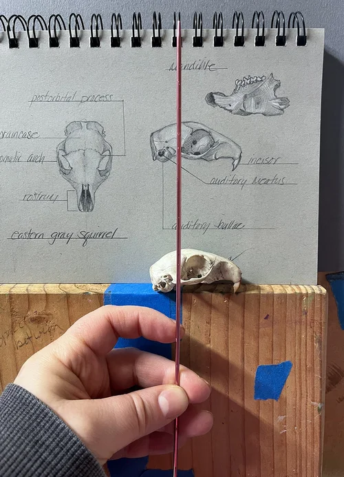 How to Draw Animal Skulls… Better — Christine Mercer-Vernon Fine Art