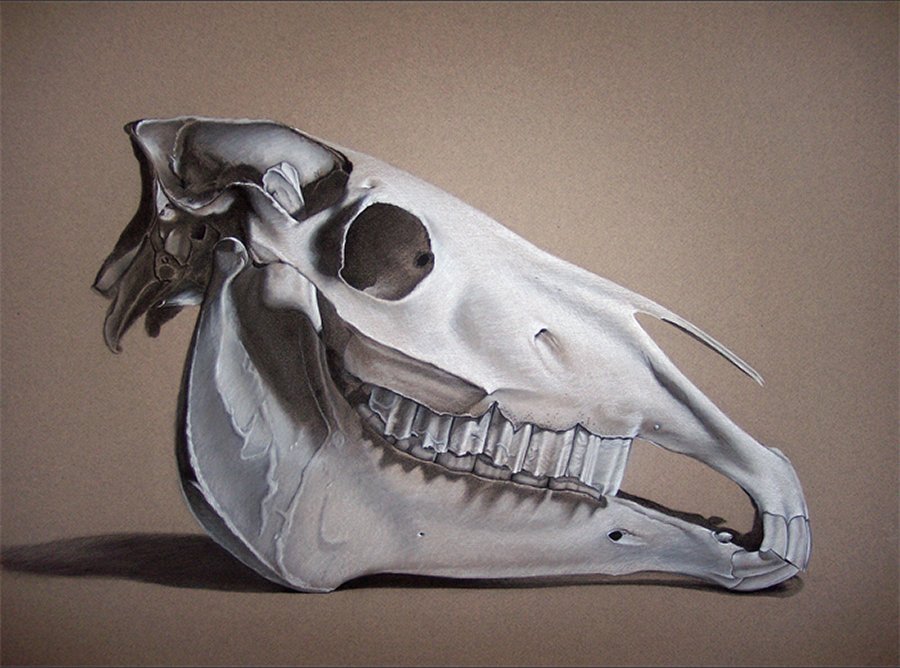 6 Artist Resources for Animal Skulls and Bones — Christine Mercer ...