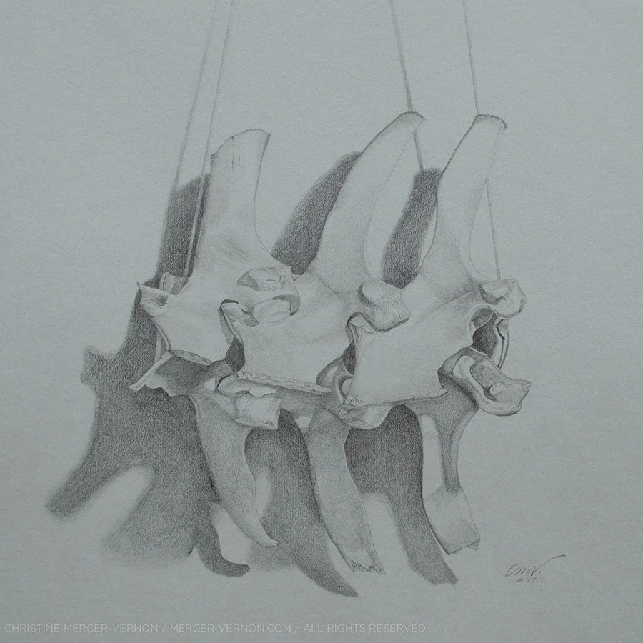 Why I Draw and Paint Skulls and Bones — Christine Mercer-Vernon | Artist