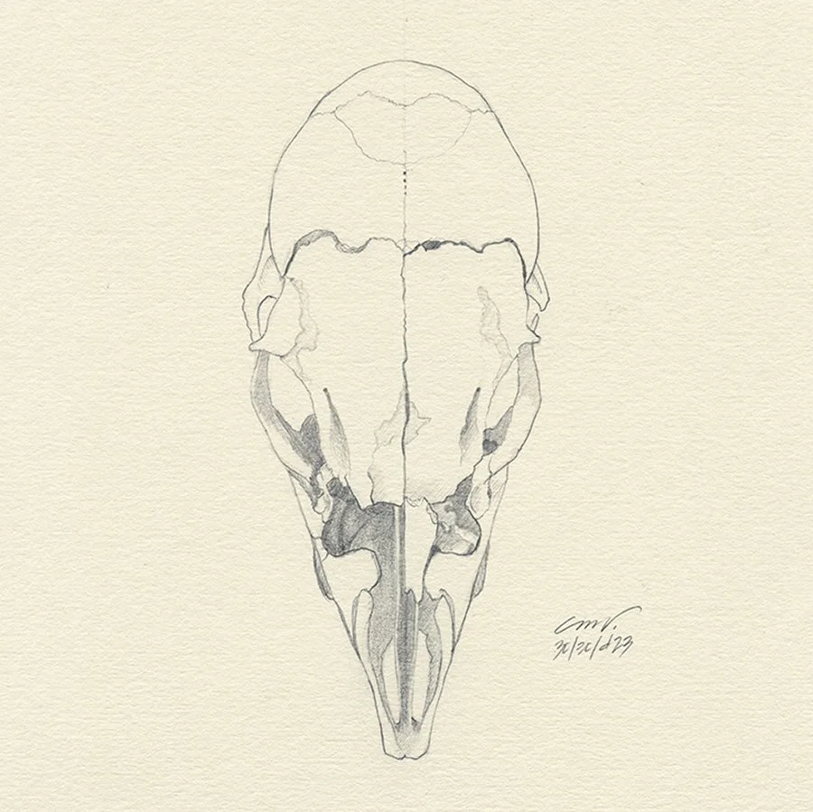 Skulls & Bones — Christine Mercer-Vernon | Artist