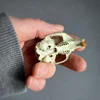 How to Draw Animal Skulls… Better — Christine Mercer-Vernon Fine Art