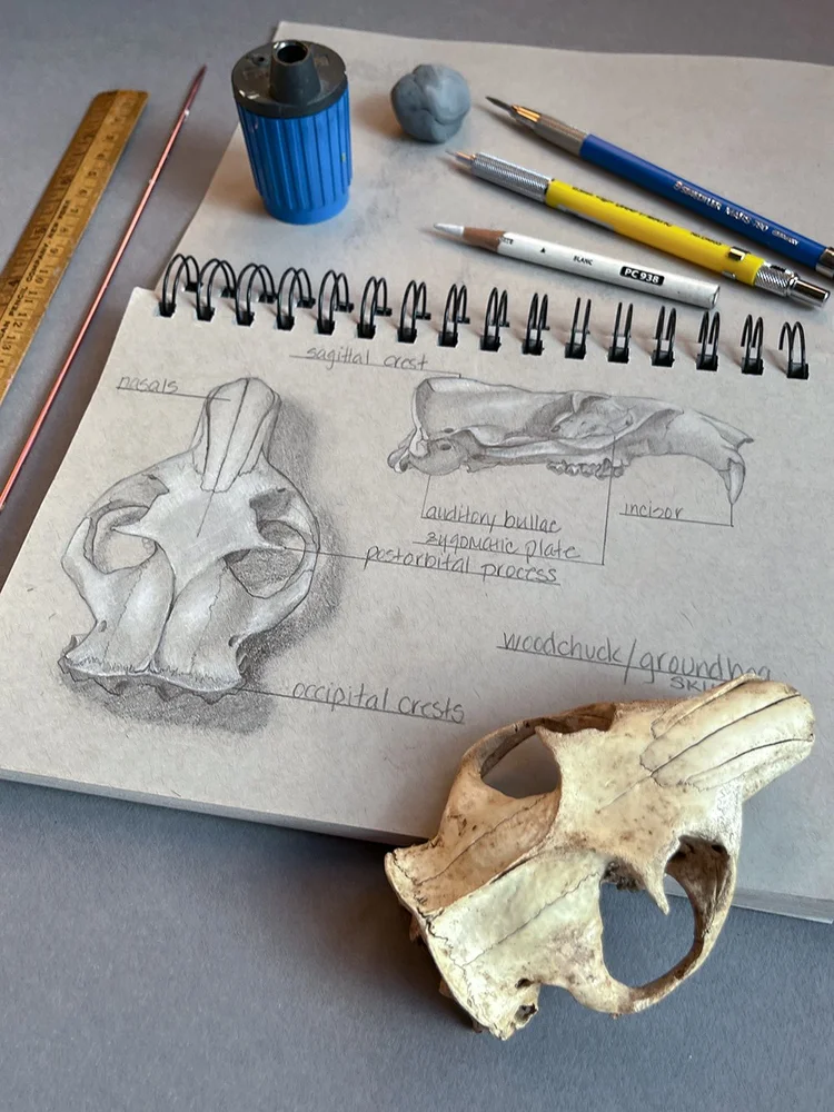 How to Draw Animal Skulls… Better — Christine Mercer-Vernon Fine Art