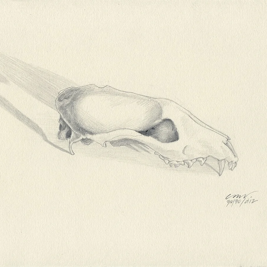 Skulls & Bones — Christine Mercer-Vernon | Artist