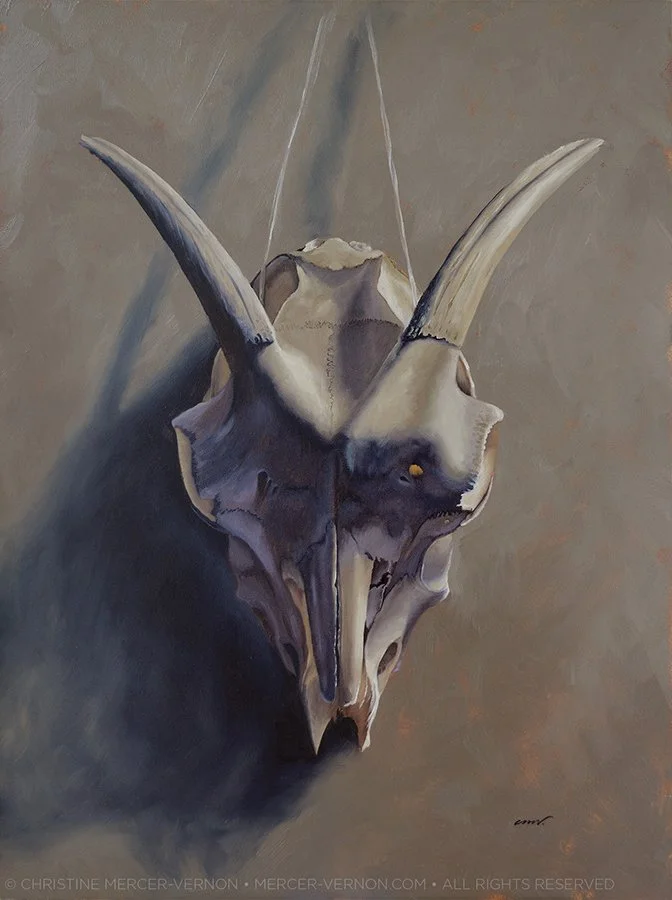 6 Artist Resources for Animal Skulls and Bones — Christine Mercer ...