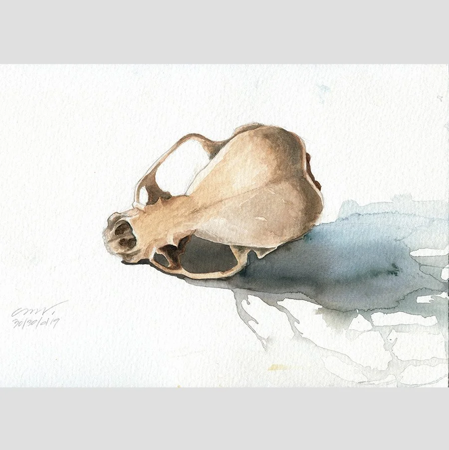 Skulls & Bones — Christine Mercer-Vernon | Artist