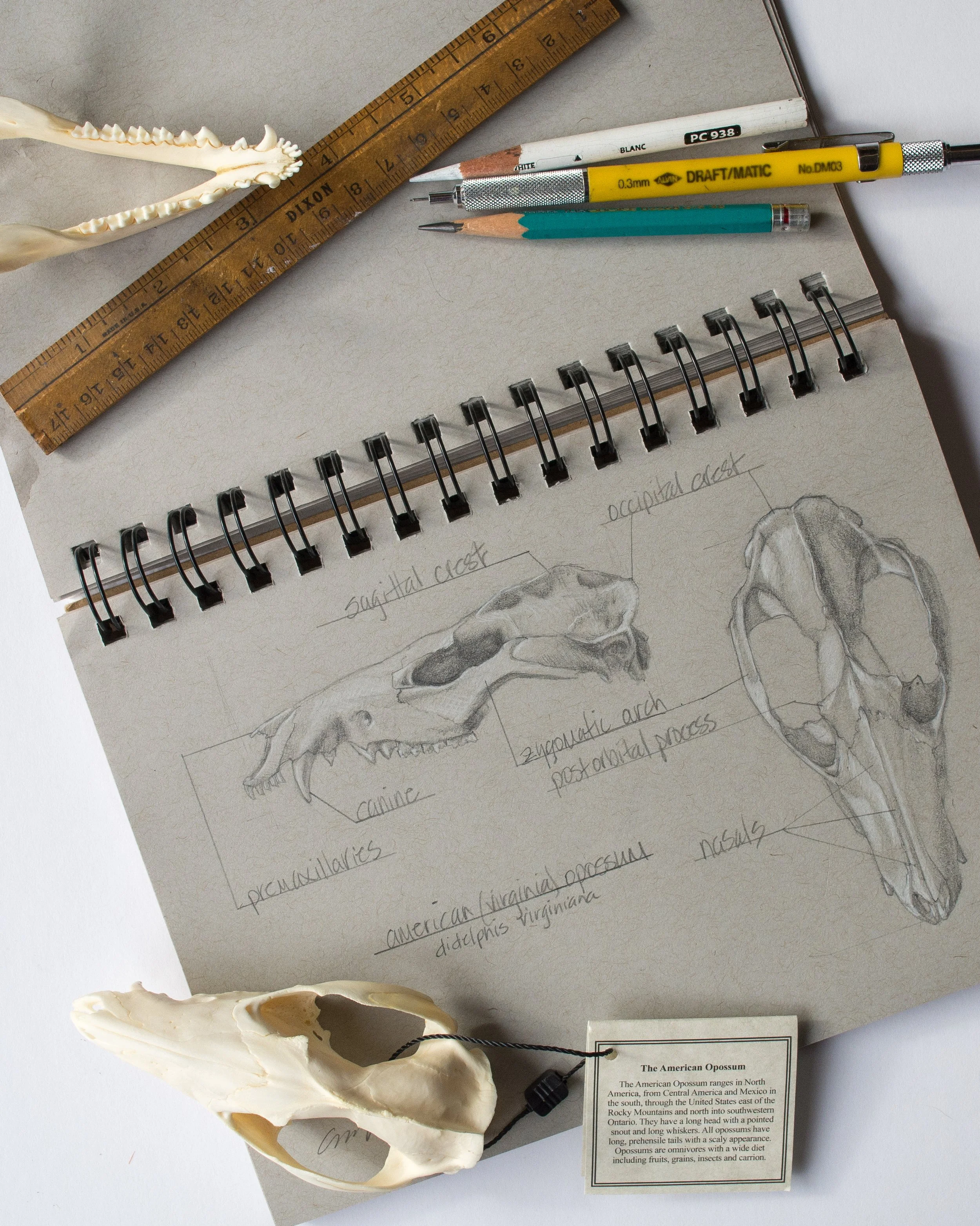 6 Artist Resources for Animal Skulls and Bones — Artist Christine ...