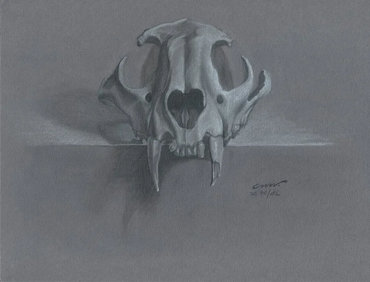 How to Draw Animal Skulls… Better — Christine Mercer-Vernon Fine Art