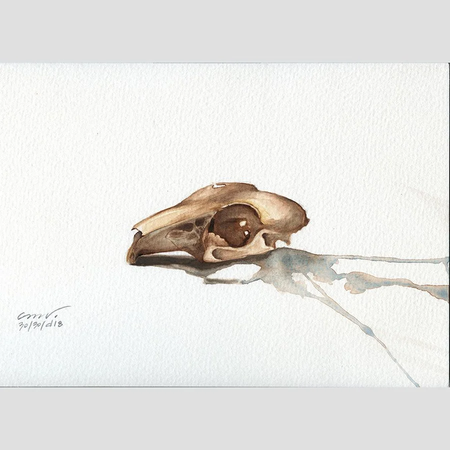 Skulls & Bones — Christine Mercer-Vernon | Artist