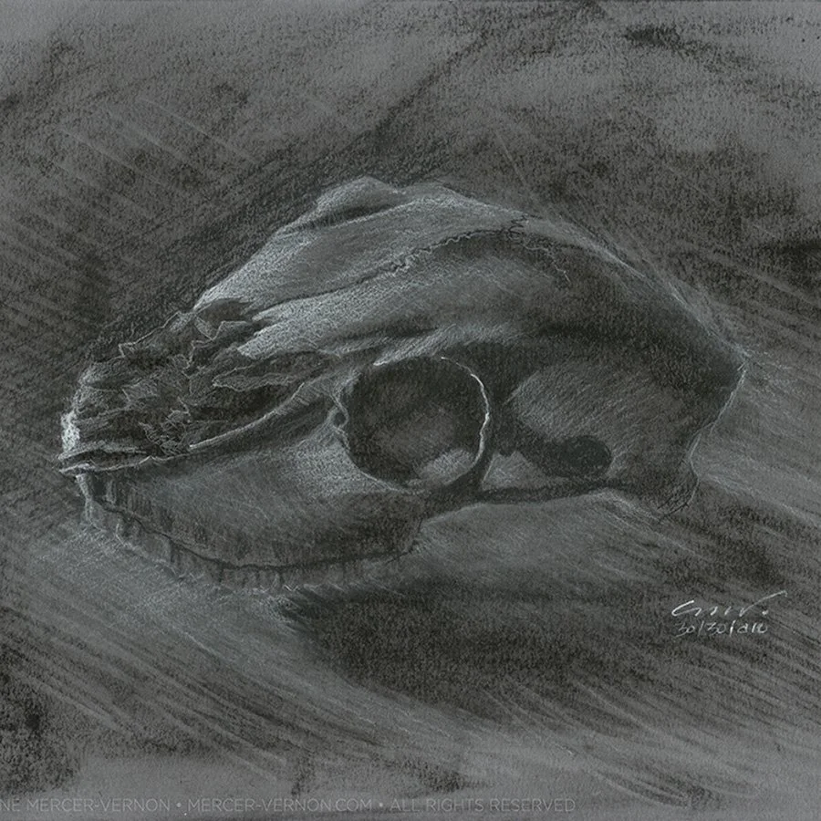 Skulls & Bones — Christine Mercer-Vernon | Artist