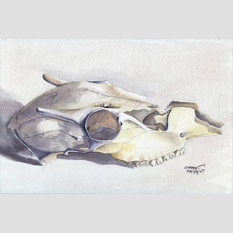 Skulls & Bones — Christine Mercer-Vernon | Artist