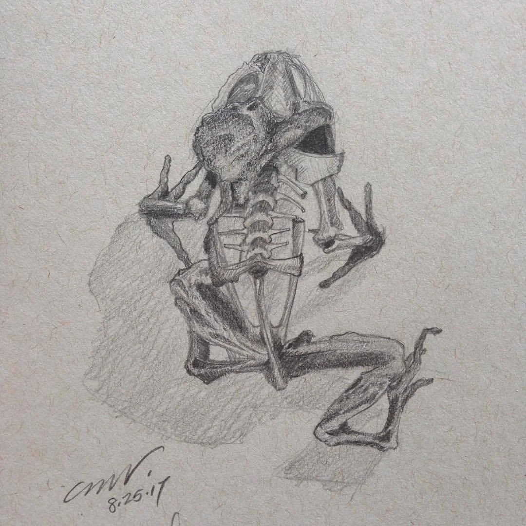 Why I Draw and Paint Skulls and Bones — Christine Mercer-Vernon Fine Art