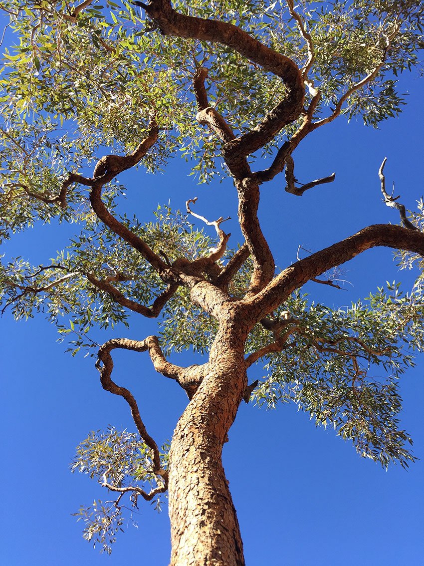 Eucalyptus Dye Database — Sally Blake