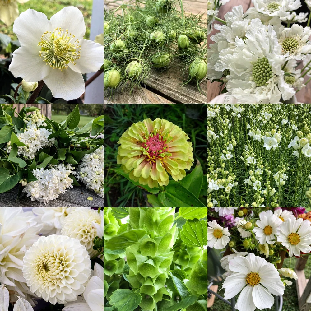 Types Of White Flowers