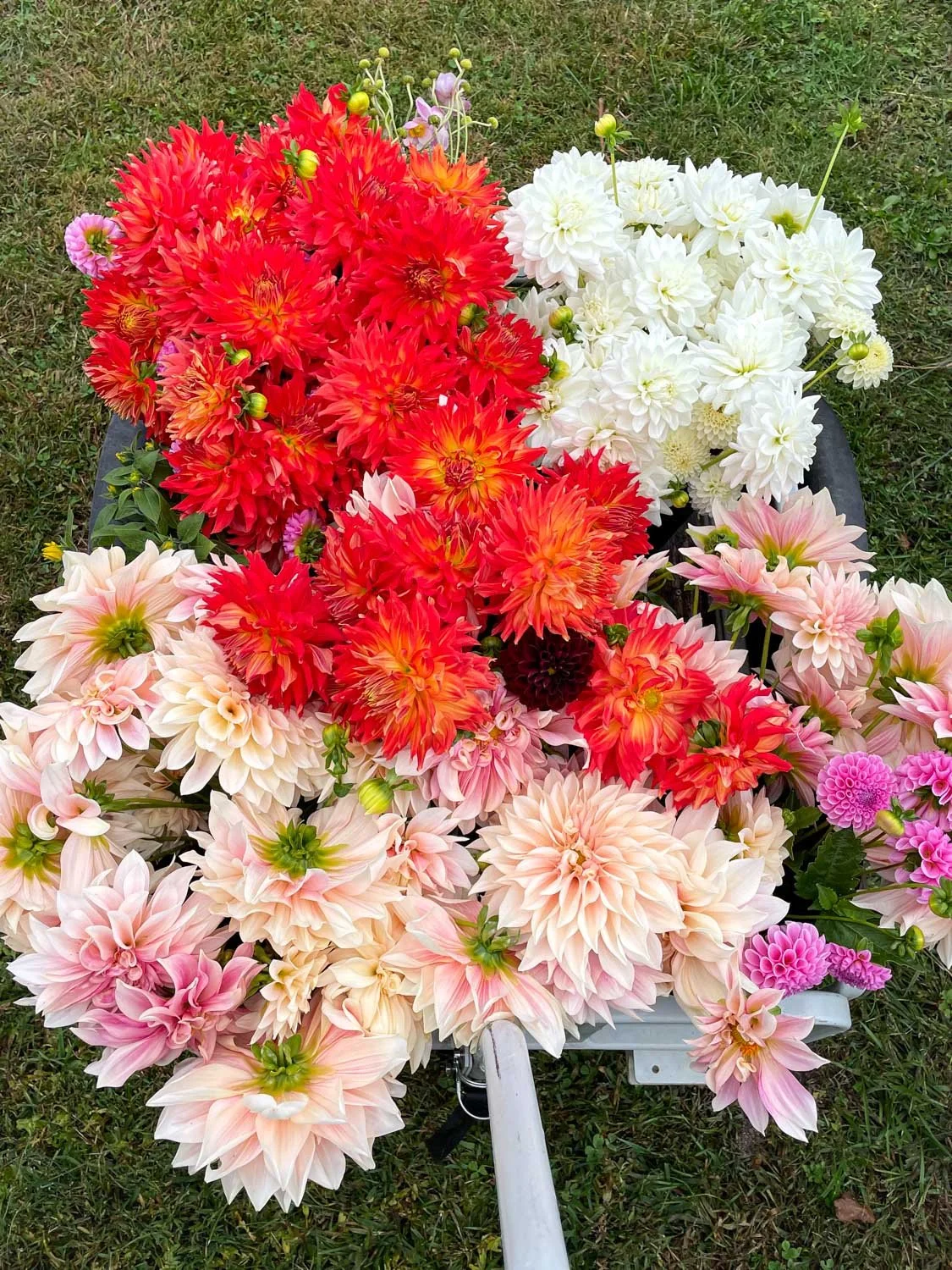 WHOLESALE FLOWER INFO — BLOOM WNC ~ Farmer, Florist