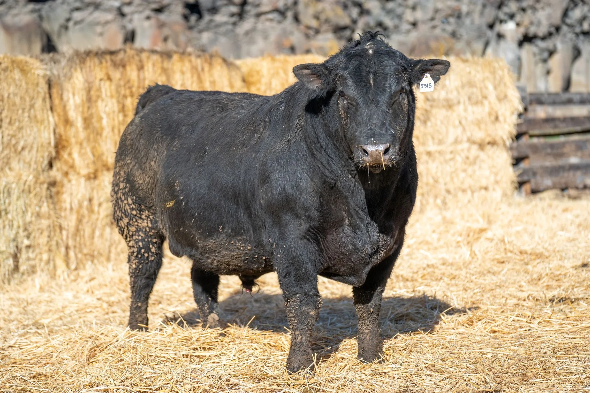 Production Sale — Camas Prairie Angus Ranch