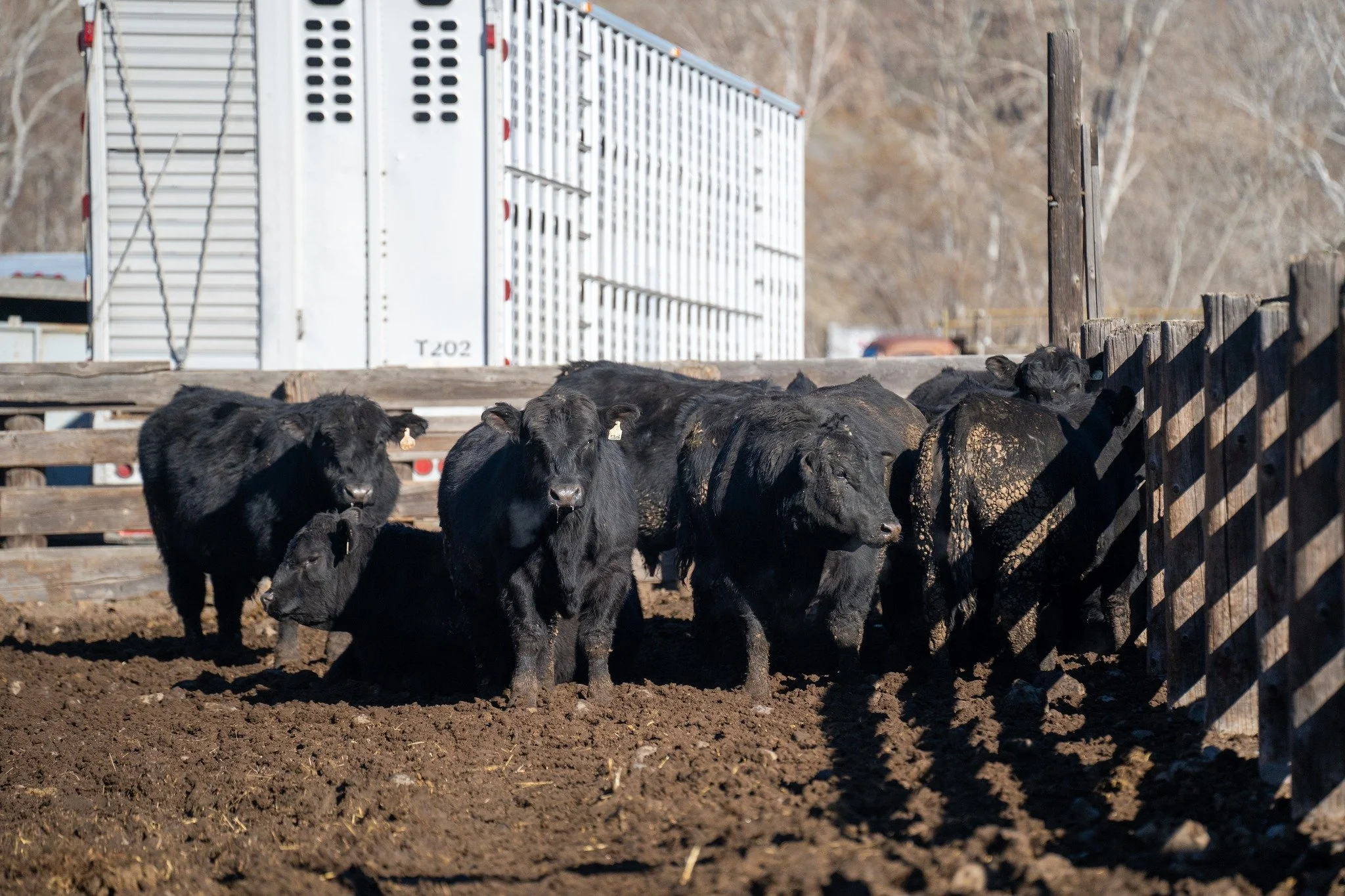 Our Herd — Camas Prairie Angus Ranch